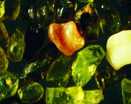 What Is a Psammophile? - Rock & Gem Magazine