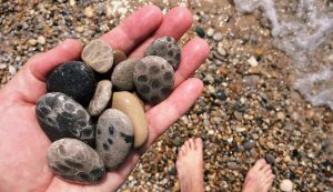 Petoskey Stones - Rock & Gem Magazine