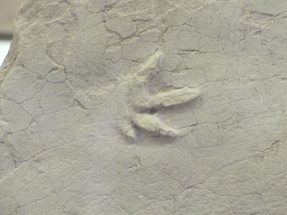 Dinosaur Ichnology: The Study of Tracks Comes of Age