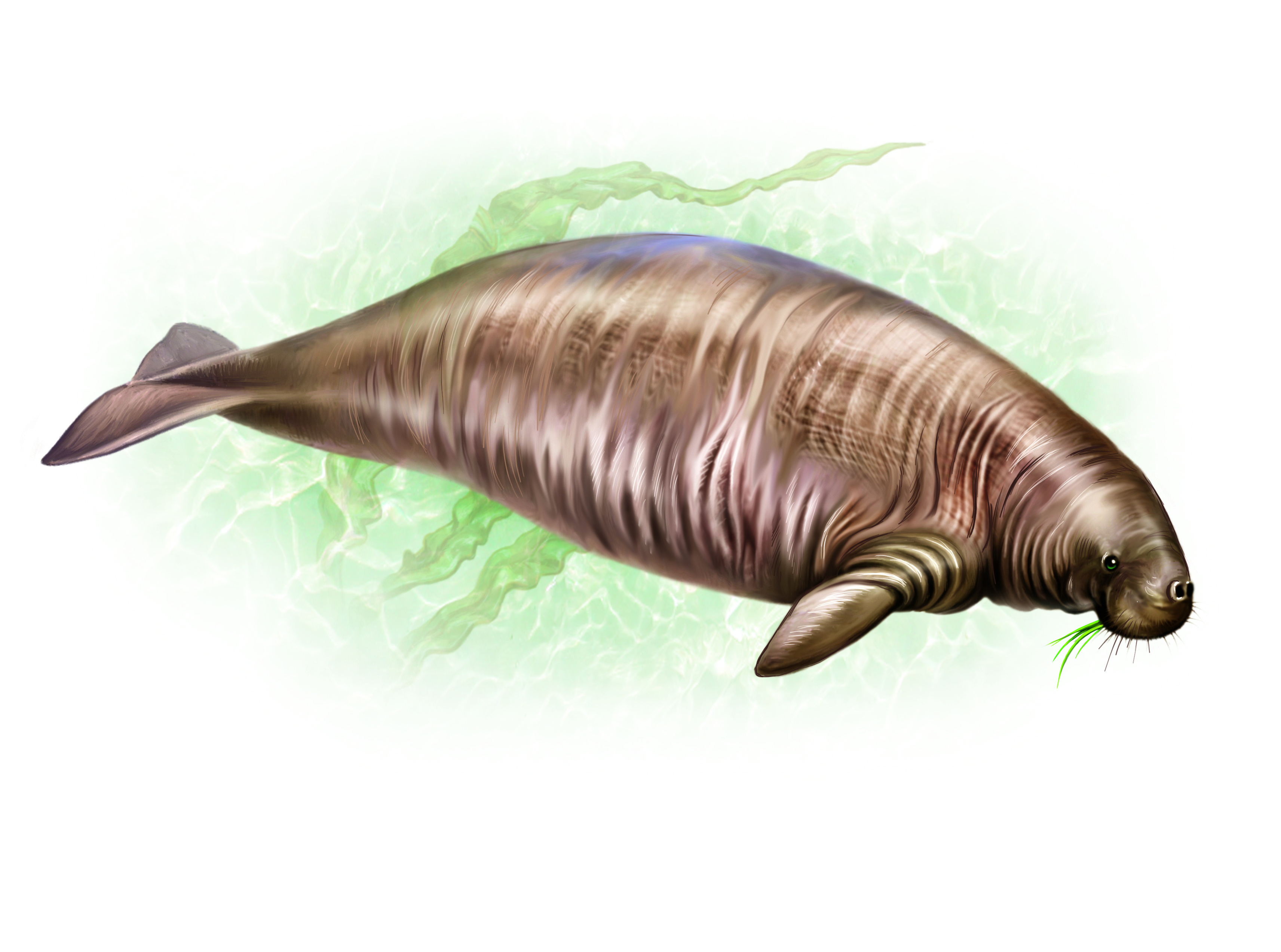 Earth Science In the News: An Ancient Sea Cow and Planet “X̶