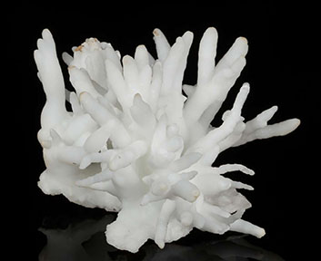 Aragonite: A cave dwelling and coral-shaped mineral