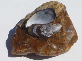 Weird Words: Conchoidal - Rock & Gem Magazine