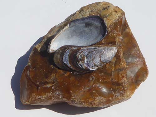 Weird Words: Conchoidal - Rock & Gem Magazine