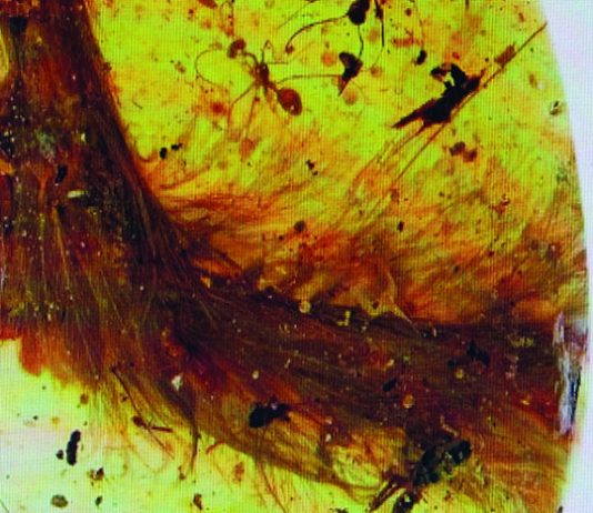 Amber, Dinosaurs & Feathers - Rock & Gem Magazine