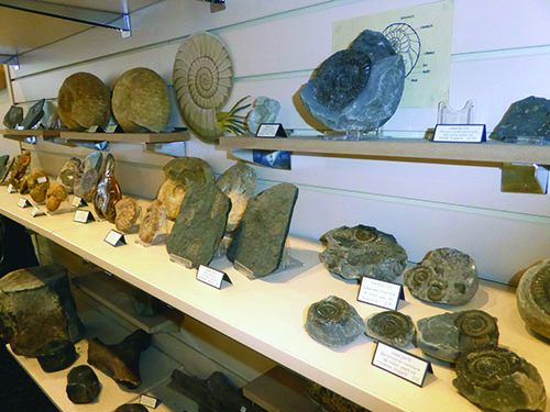 Rock Shops of Distinction: Mr. Wood’s Fossils