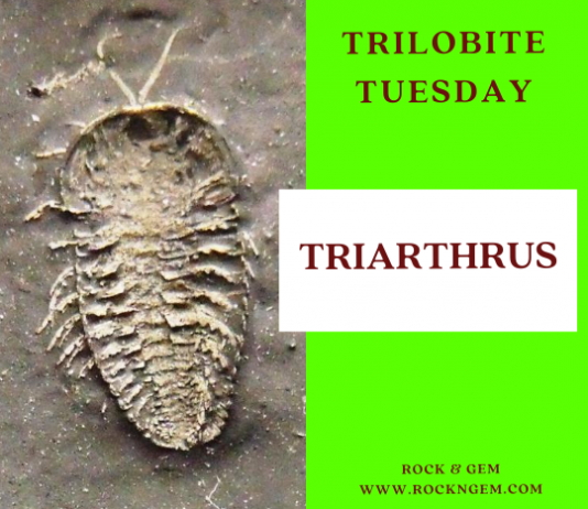 Trilobite Tuesday: Triarthrus - Rock & Gem Magazine