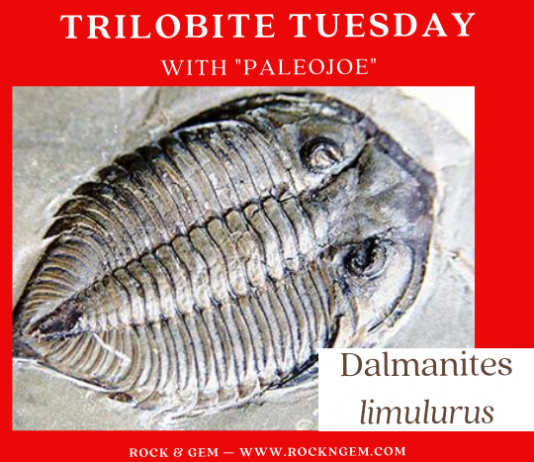Trilobite Tuesday: Dalmanites limulurus - Rock & Gem Magazine
