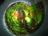 Ammolite — Beautiful and Magical - Rock & Gem Magazine