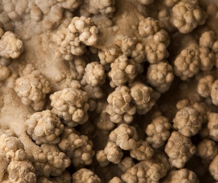 Popcorn Rock: Learn How to Grow Aragonite Crystals