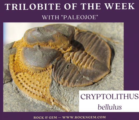 CRYPTOLITHUS Body Design Reveals Possible Filtration System