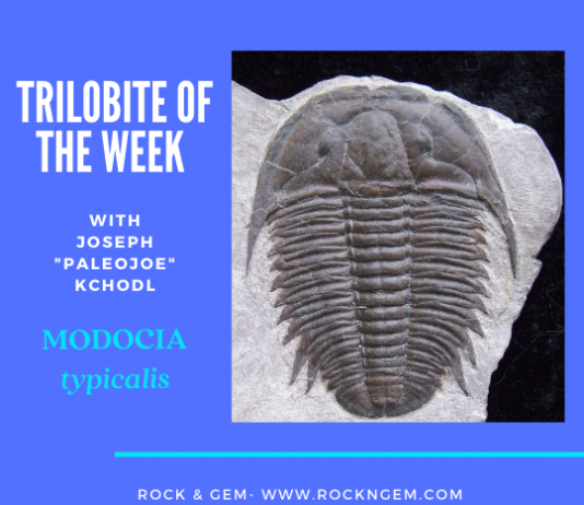 Unusual shape: MODOCIA typicalis - Rock & Gem Magazine
