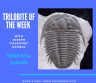 Trilobite of the Week: MODOCIA typicalis | Rock & Gem Magazine