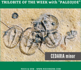 Trilobite of the Week: CEDARIA minor - Rock & Gem Magazine