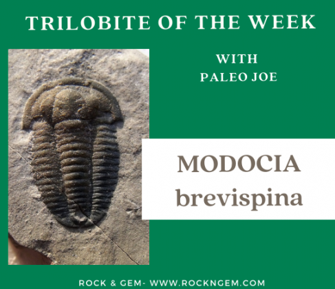 Trilobite of the Week: MODOCIA brevispina - Rock & Gem Magazine