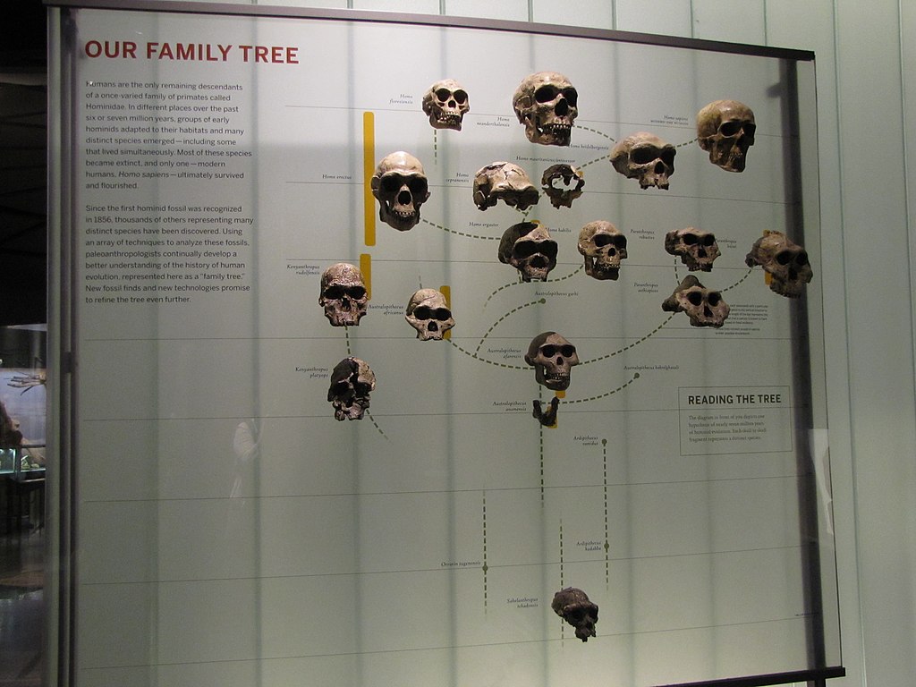 The Hominid Family Tree Human Evolution Human Potential New Human