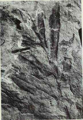 Rewriting the History of Plants on Earth - Rock & Gem Magazine