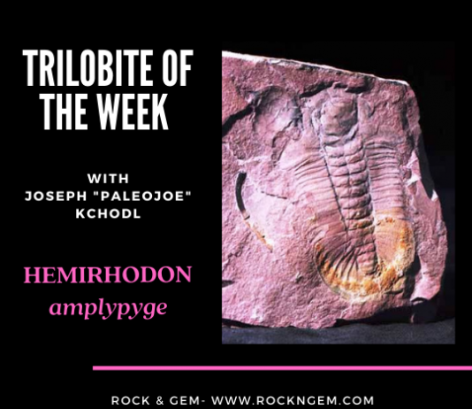 Trilobite of the Week: HEMIRHODON amplypyge - Rock & Gem Magazine