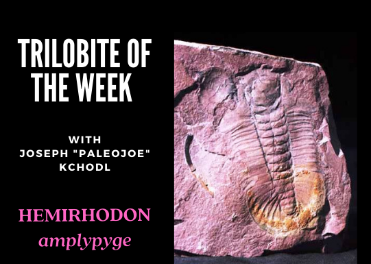 Trilobite of the Week: CEDARIA minor | Rock & Gem Magazine