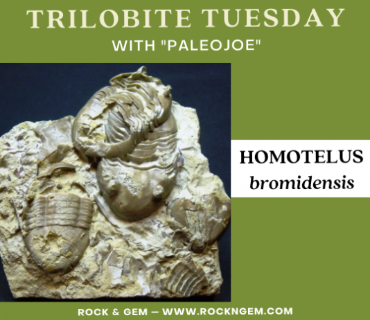 Trilobite of the Week: HOMOTELUS bromidensis - Rock & Gem Magazine