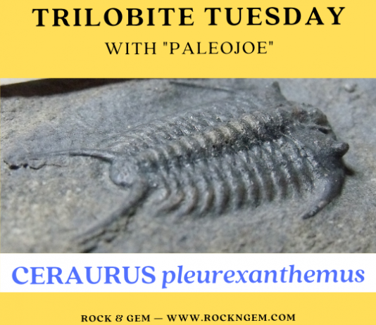 Trilobite of the Week: CERAURUS pleurexanthemus - Rock & Gem Magazine