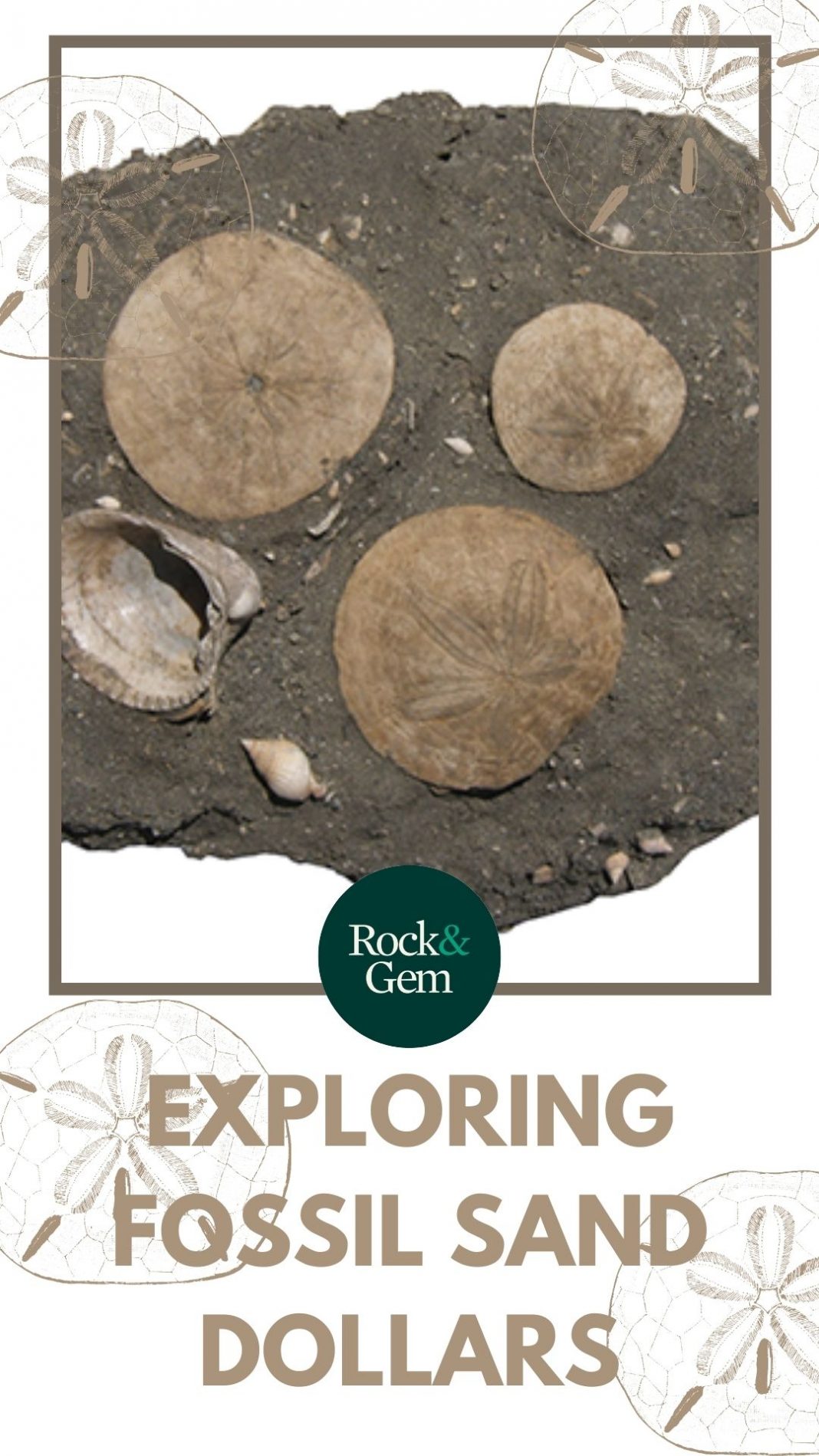Examining Fossil Sand Dollars - Rock & Gem Magazine