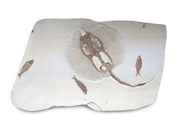 Where to Find Fossil Fish - Rock & Gem Magazine