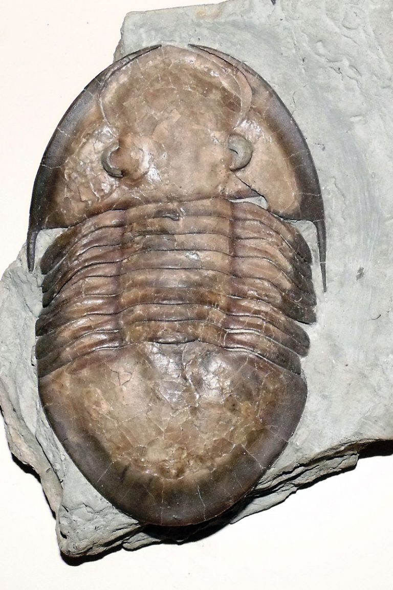 State Fossils of America - Rock & Gem Magazine