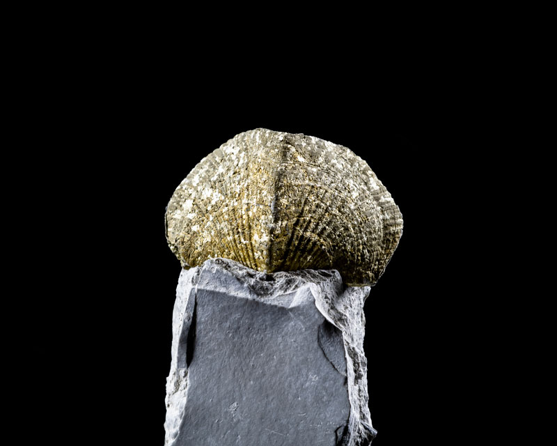 What are Pyritized Seashells? - Rock & Gem Magazine