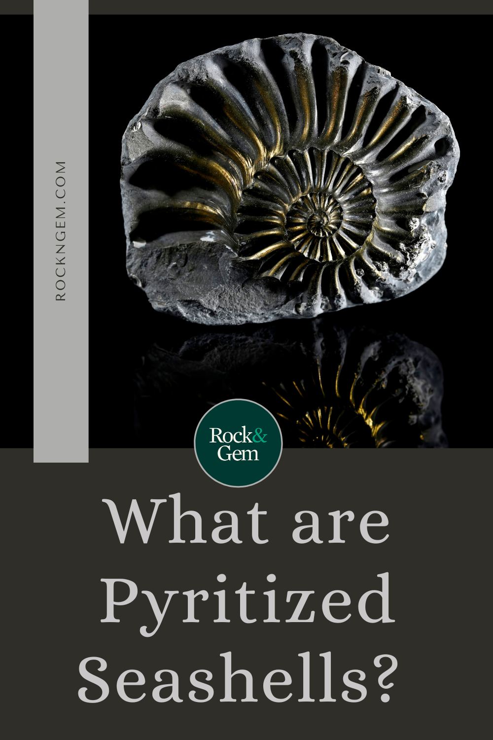 What are Pyritized Seashells? - Rock & Gem Magazine