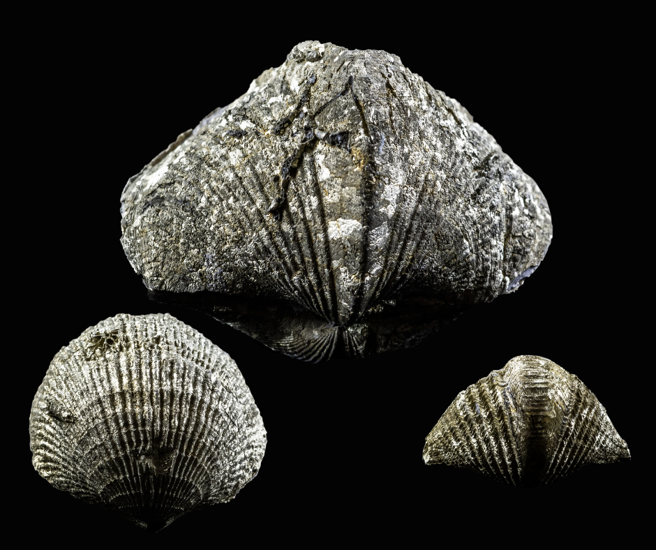 What are Pyritized Seashells? - Rock & Gem Magazine