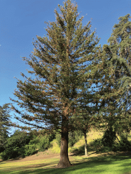 Make Your Own Jurassic Forest - Rock & Gem Magazine