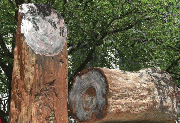 Make Your Own Jurassic Forest - Rock & Gem Magazine