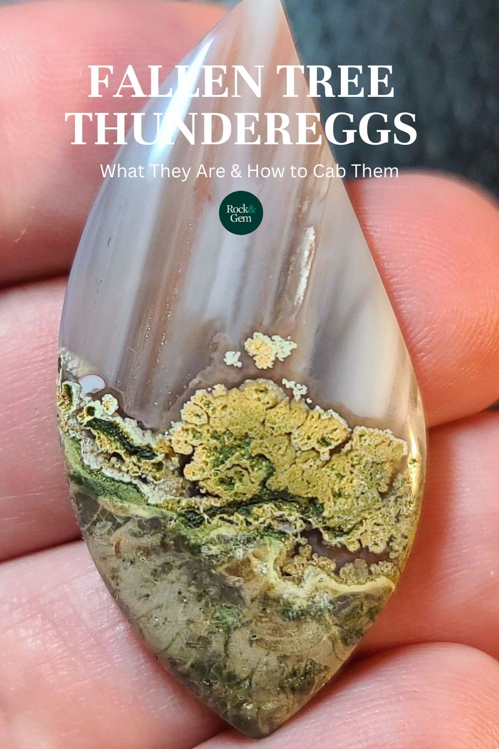What to Cut: Fallen Tree Thundereggs | Rock & Gem Magazine