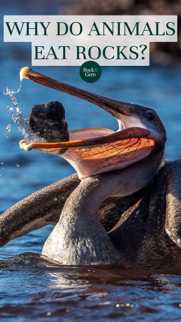 Why Do Animals Eat Rocks? | Rock & Gem Magazine