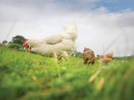 Why Do Animals Eat Rocks? - Rock & Gem Magazine