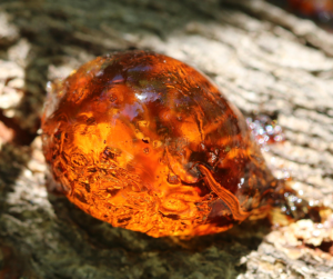 Amber Stone: Nature’s Insect Death Trap - Rock & Gem Magazine