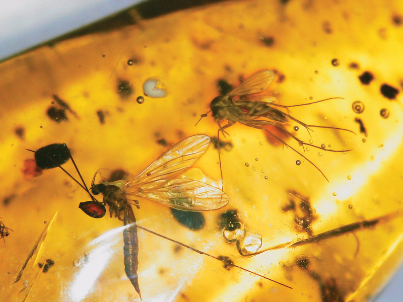 Amber Stone: Nature’s Insect Death Trap - Rock & Gem Magazine