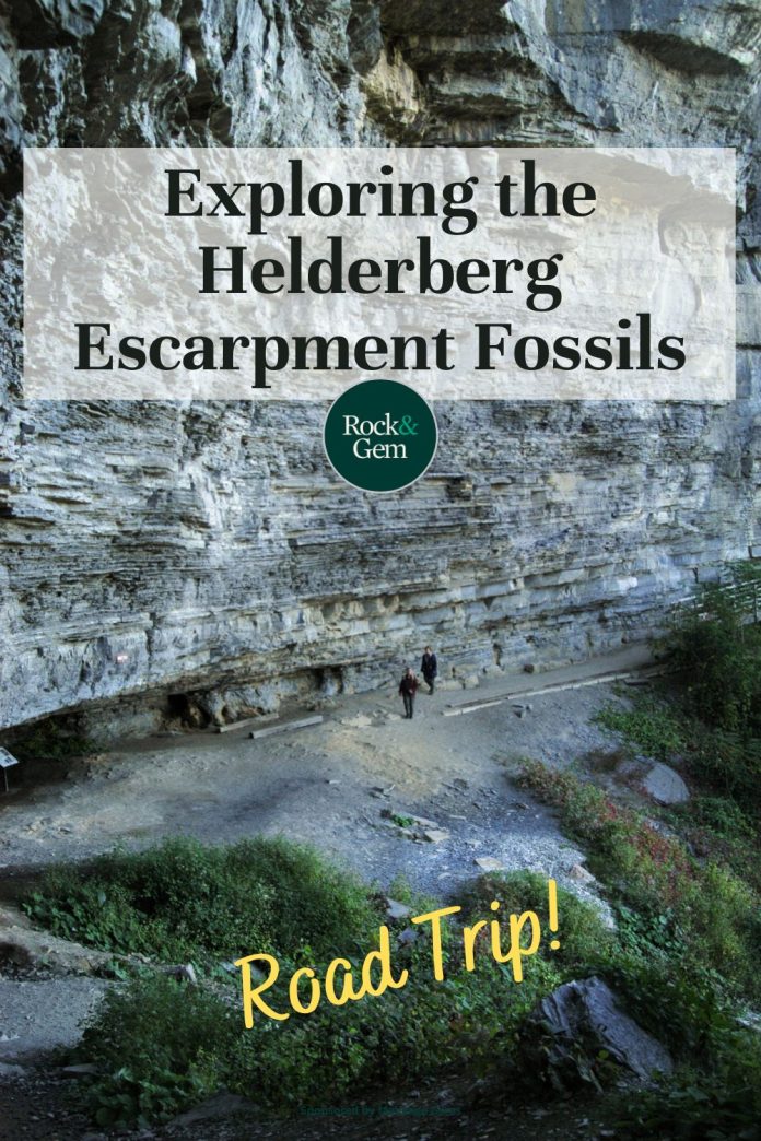 Helderberg Escarpment Fossils - Rock & Gem Magazine
