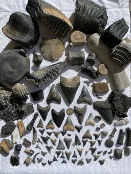 Diving for Shark Teeth - Rock & Gem Magazine