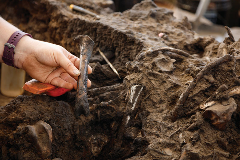 Exploring The La Brea Tar Pits Rock Gem Magazine