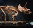 List of State Dinosaurs - Rock & Gem Magazine