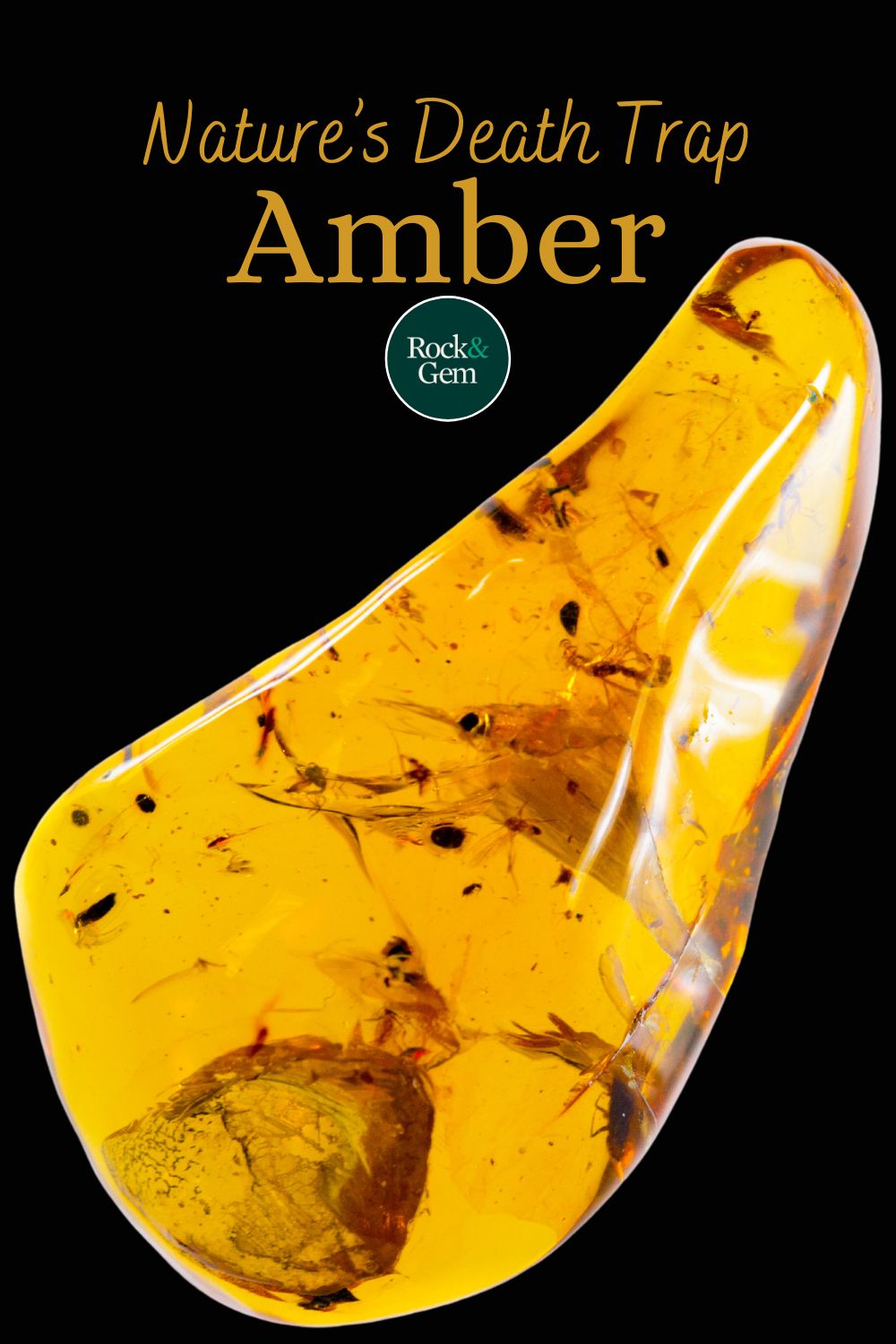 Amber Stone: Nature’s Insect Death Trap - Rock & Gem Magazine