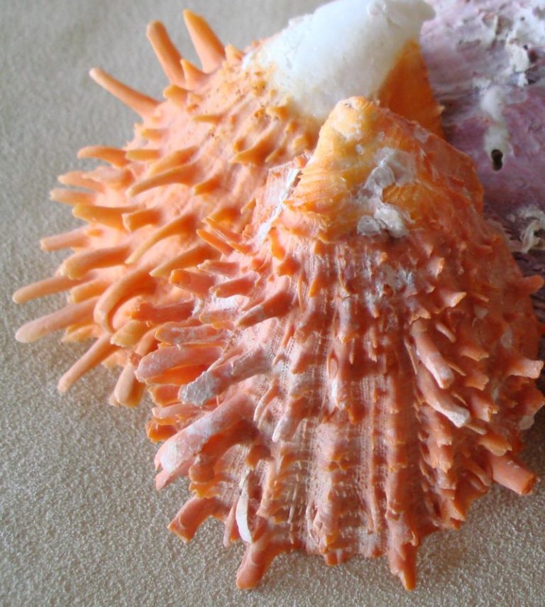 Top 10 Orange Rocks and Gemstones - Rock & Gem Magazine