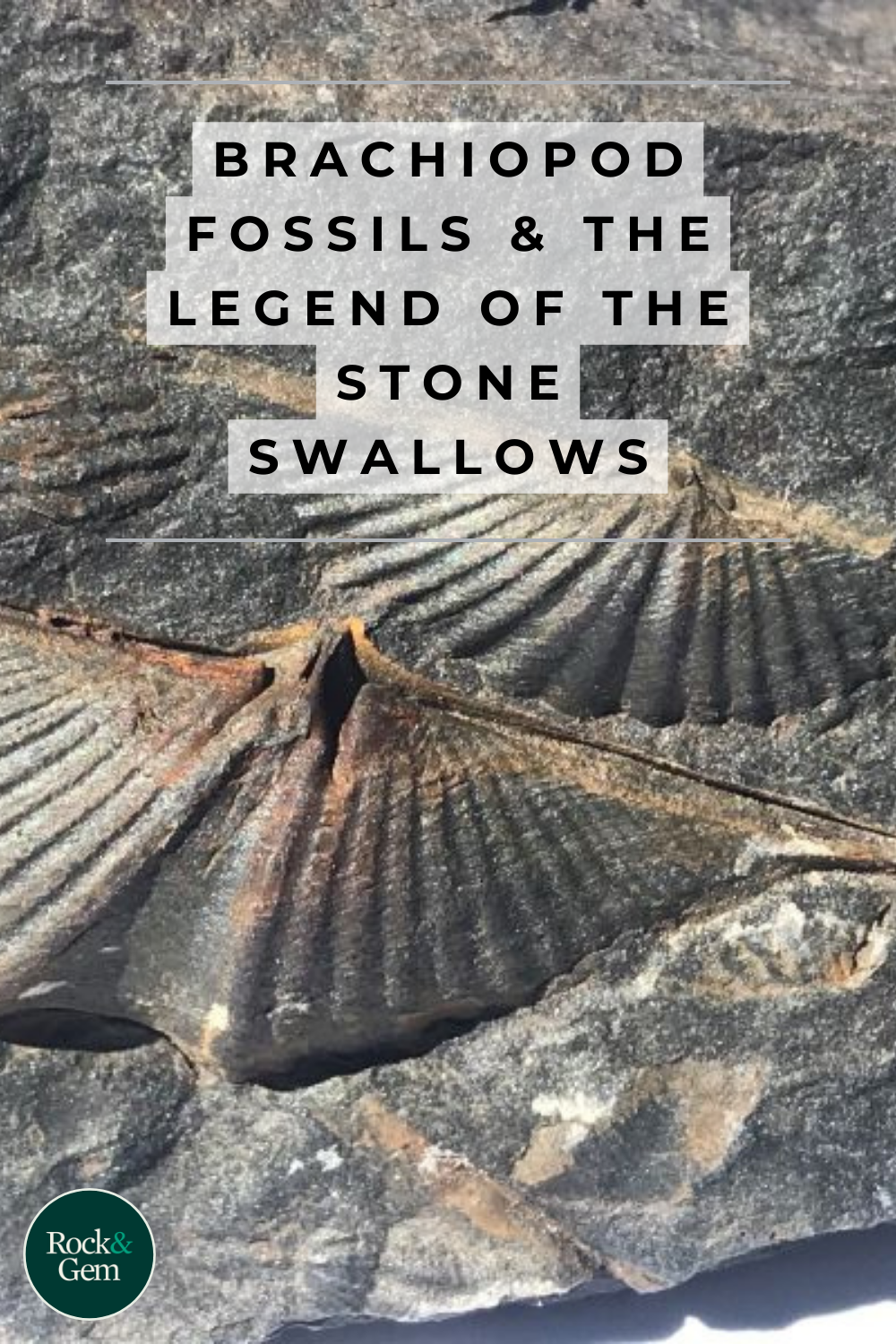 Brachiopod Fossils & the Legend of the Stone Swallows