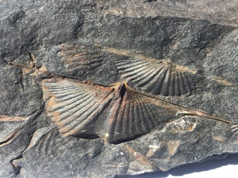 Brachiopod Fossils The Legend Of The Stone Swallows