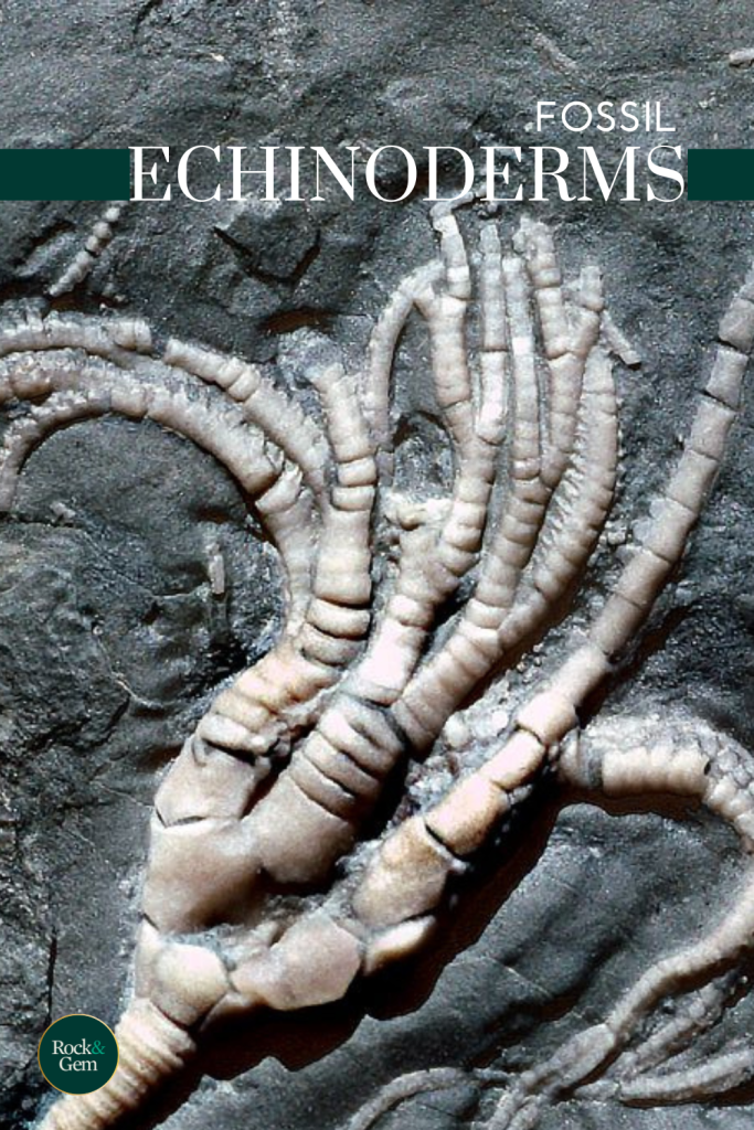 Echinoderms: Fossils of Marine History - Rock & Gem Magazine
