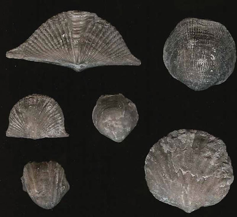 Brachiopods: Ancient Marine Life - Rock & Gem Magazine