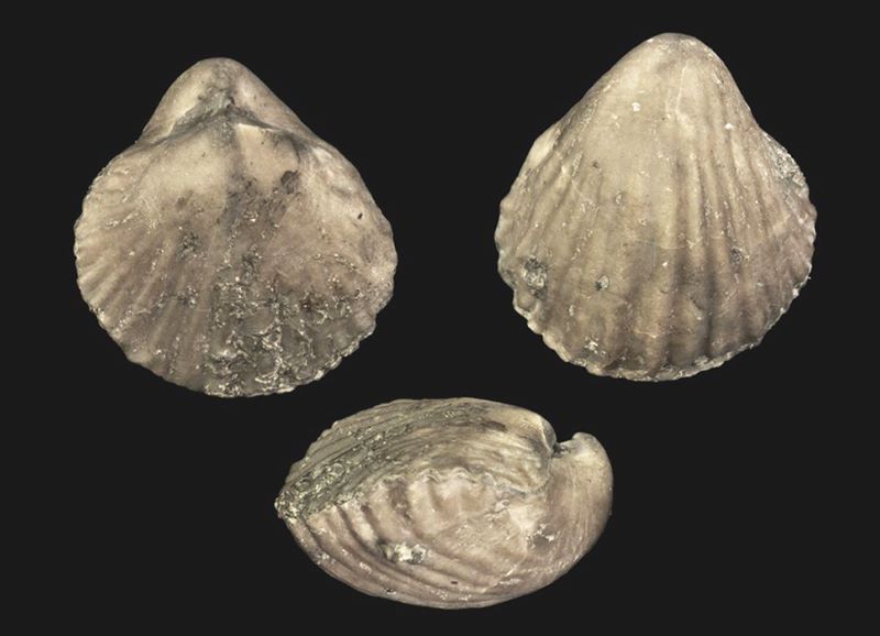 Brachiopods: Ancient Marine Life - Rock & Gem Magazine