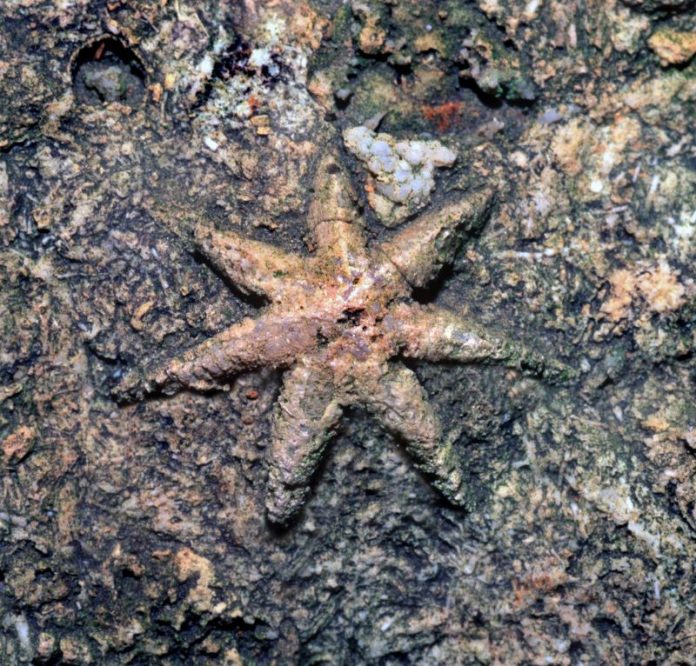 Echinoderms: Fossils of Marine History - Rock & Gem Magazine
