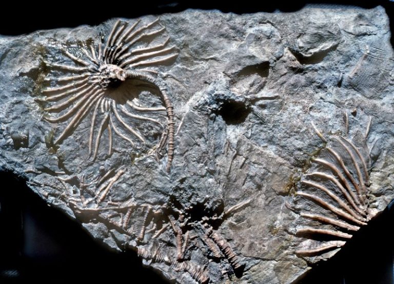 Echinoderms: Fossils of Marine History - Rock & Gem Magazine
